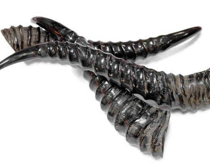 Polished Springbok /antelope Horns. DIY Art Collectibles. Original ...