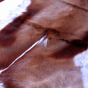 Springbok / Small Antelope Skin Rug. Full Authentic Hide. Leather ...