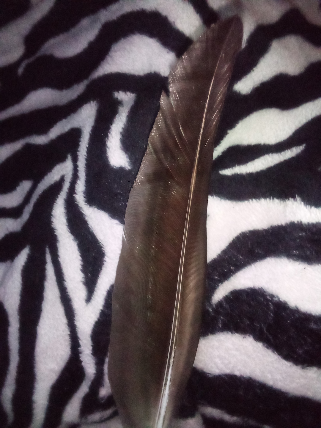 Natural Quill Pen (cruelty Free) Canadian Goose Feather - Etsy