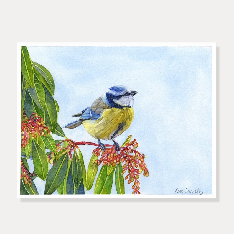 Teat, Teat Postcard, Bird Card, Teta, Meise Karte, Watercolor ...