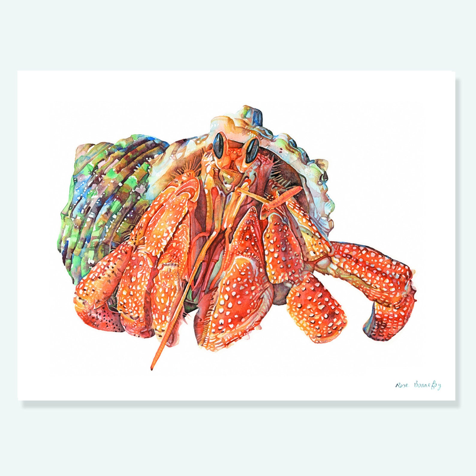 Hermit Crab Illustration Hermit Crab Hermit Crab Watercolor Digital ...