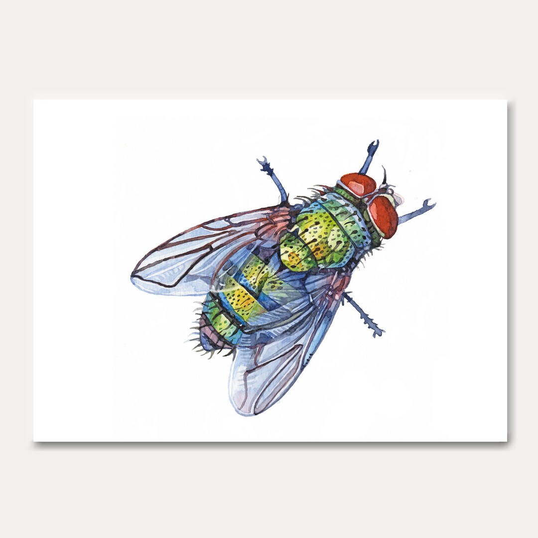 Fly Card Fly Insect Insect Card Watercolor Mural - Etsy