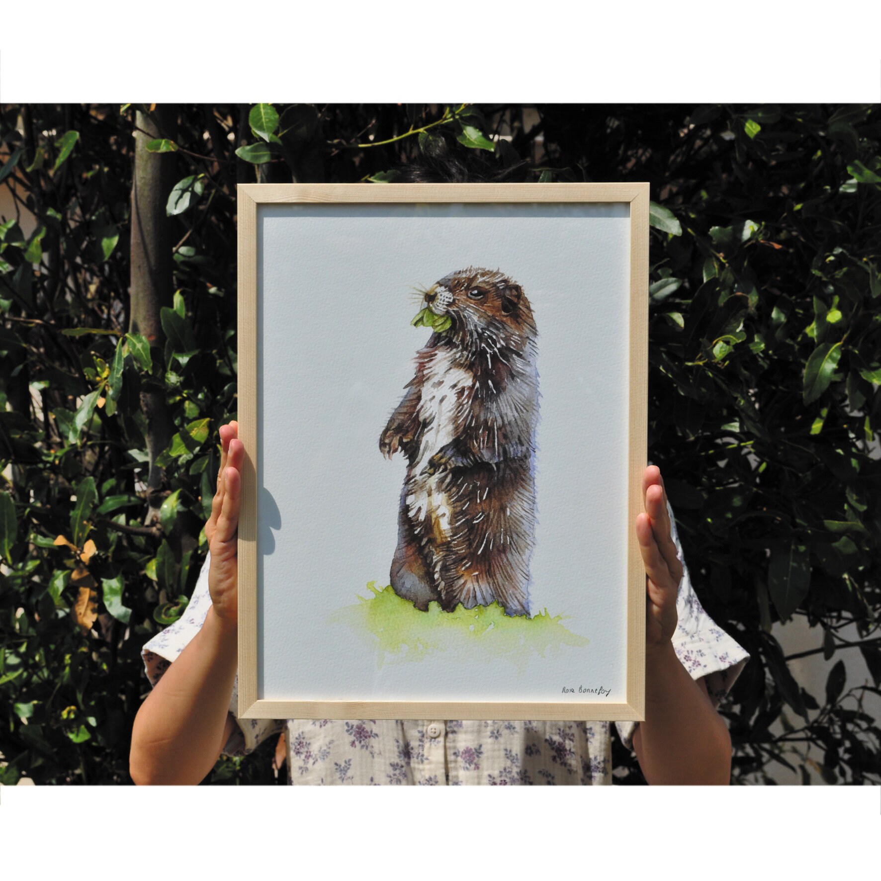 Marmot Illustration Marmot Marmot Watercolor Marmot Painting Animal ...