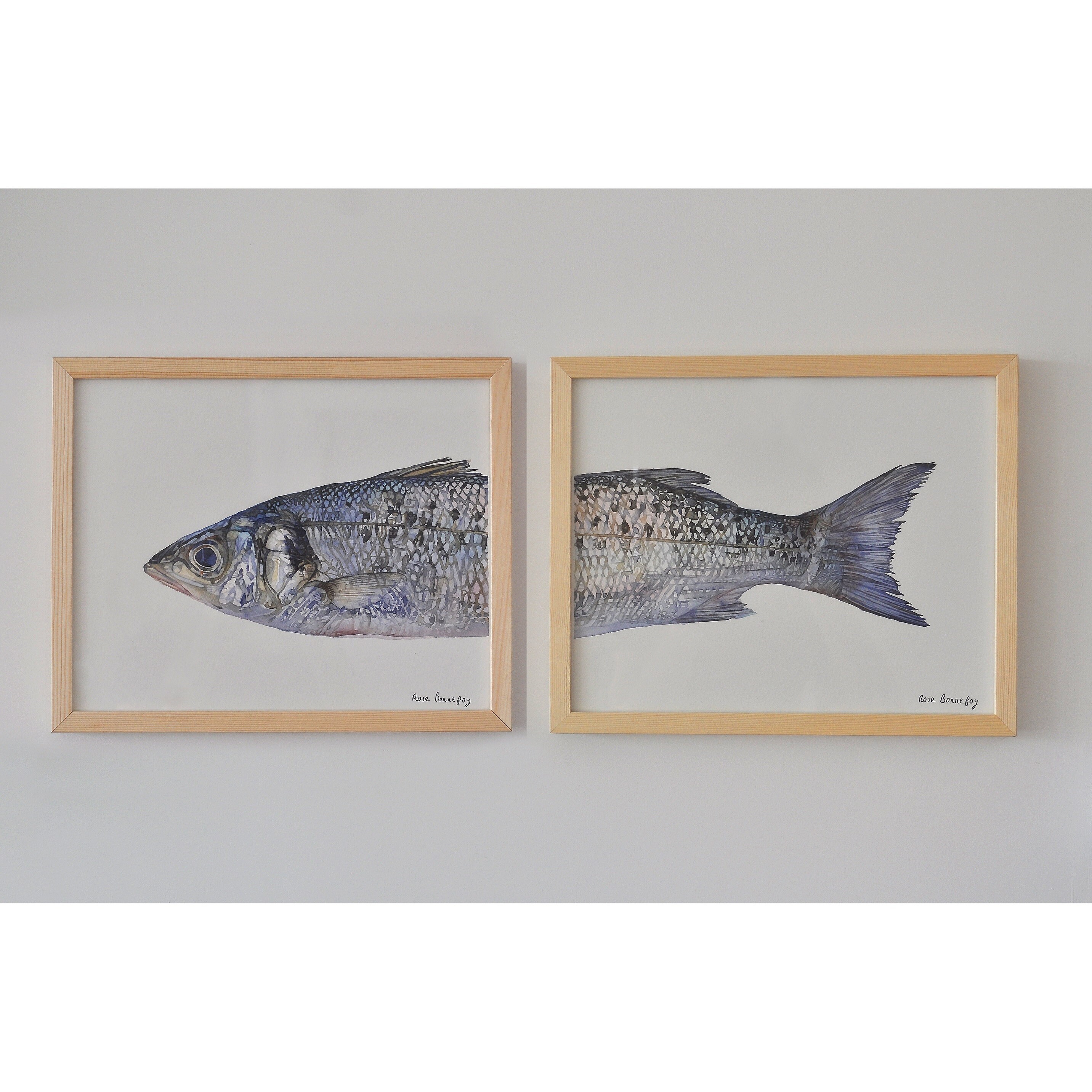 Fish Painting Seabass Speckledbass Watercolor Seabass - Etsy