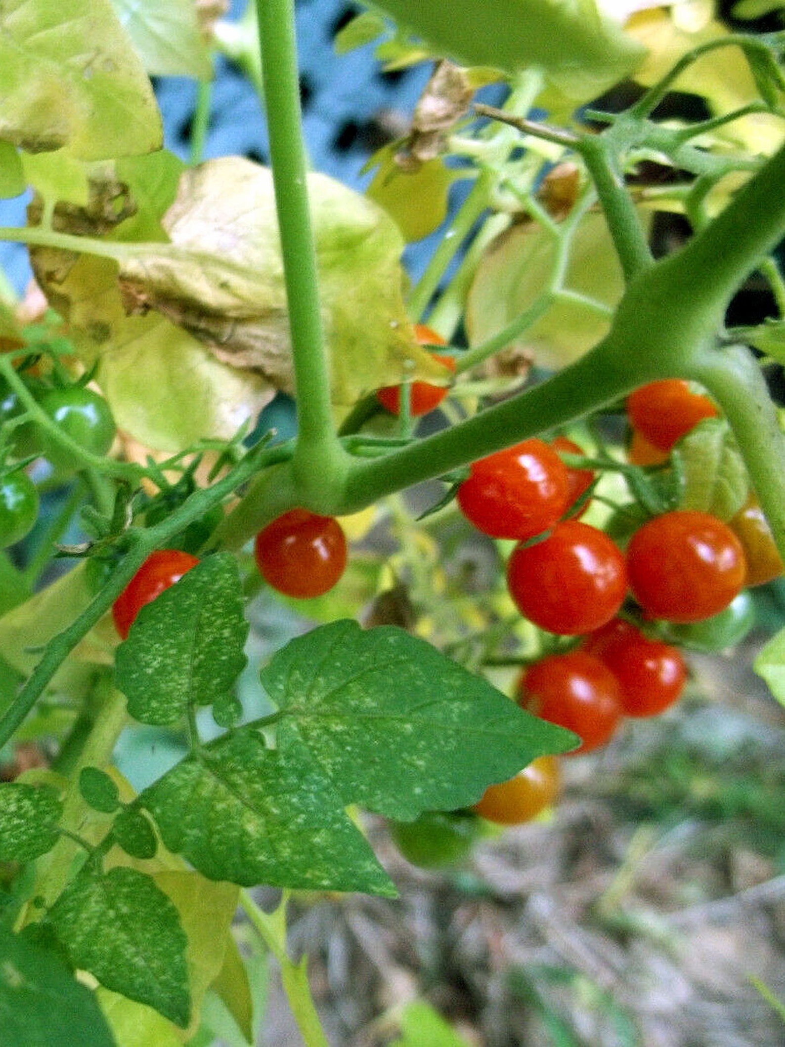 Sweet Pea Currant Tomato Seeds ORGANIC NON-GMO 36 - Etsy Sweden