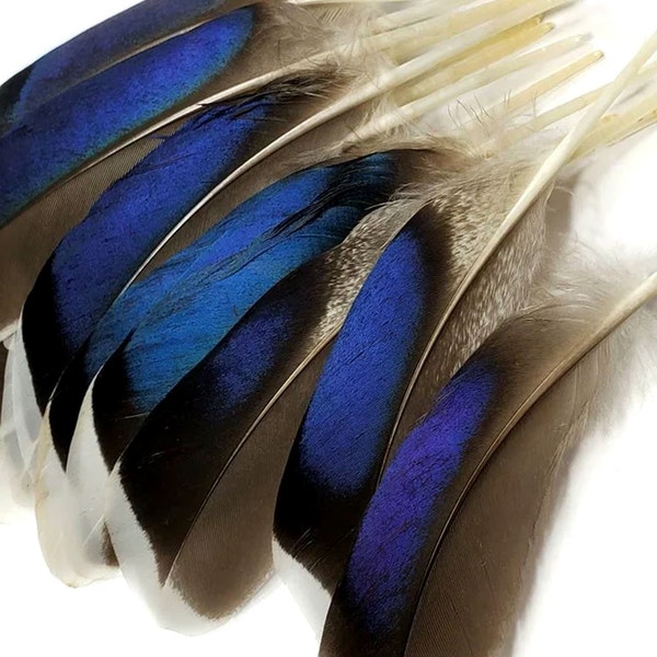 Duck Feathers - Etsy