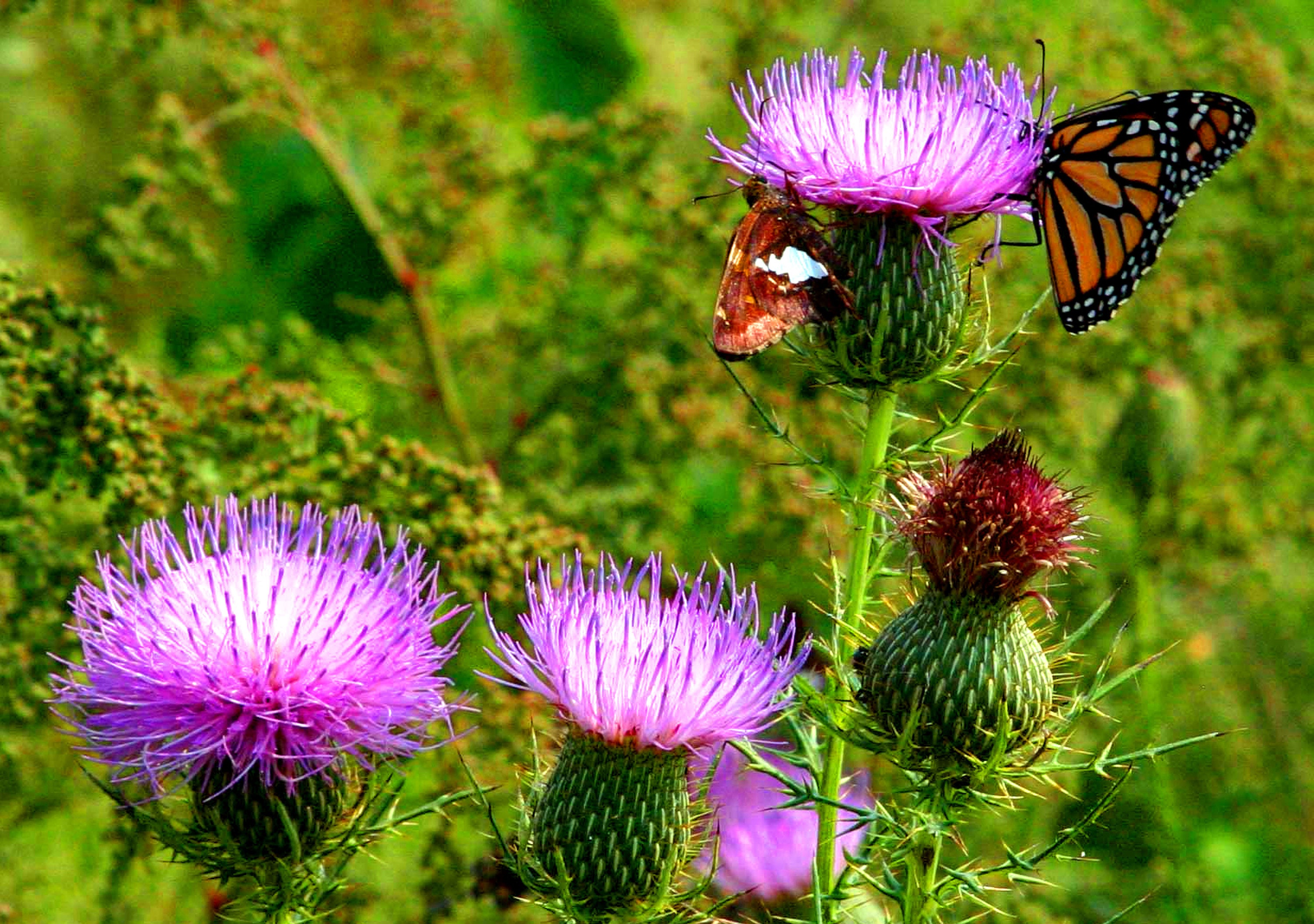 Thistle Seeds 50 - Etsy