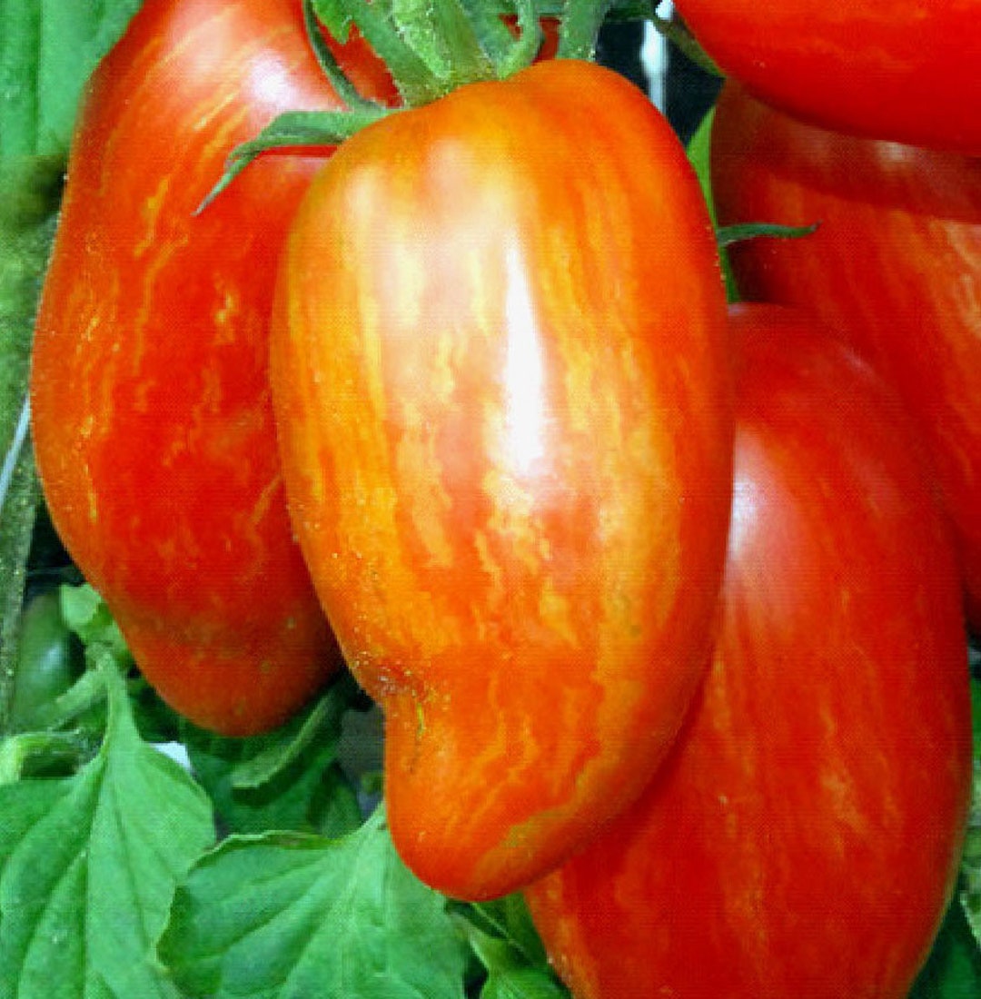 Striped Roman, Heirloom Tomato, 10 Seeds, Sweet Flavor, Great for Sauce ...