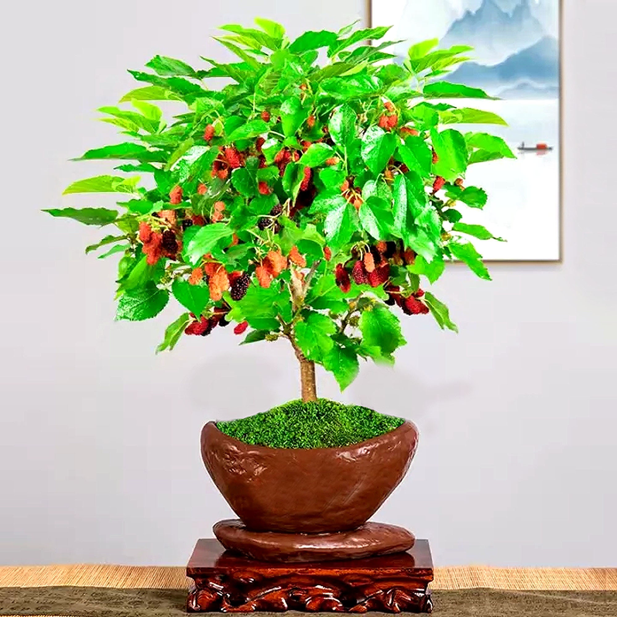 Bonsai Mulberry Tree Seeds 25 Seeds - Etsy