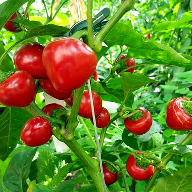 Hot Cherry Pepper Seeds - 25 Seeds - Etsy Nederland