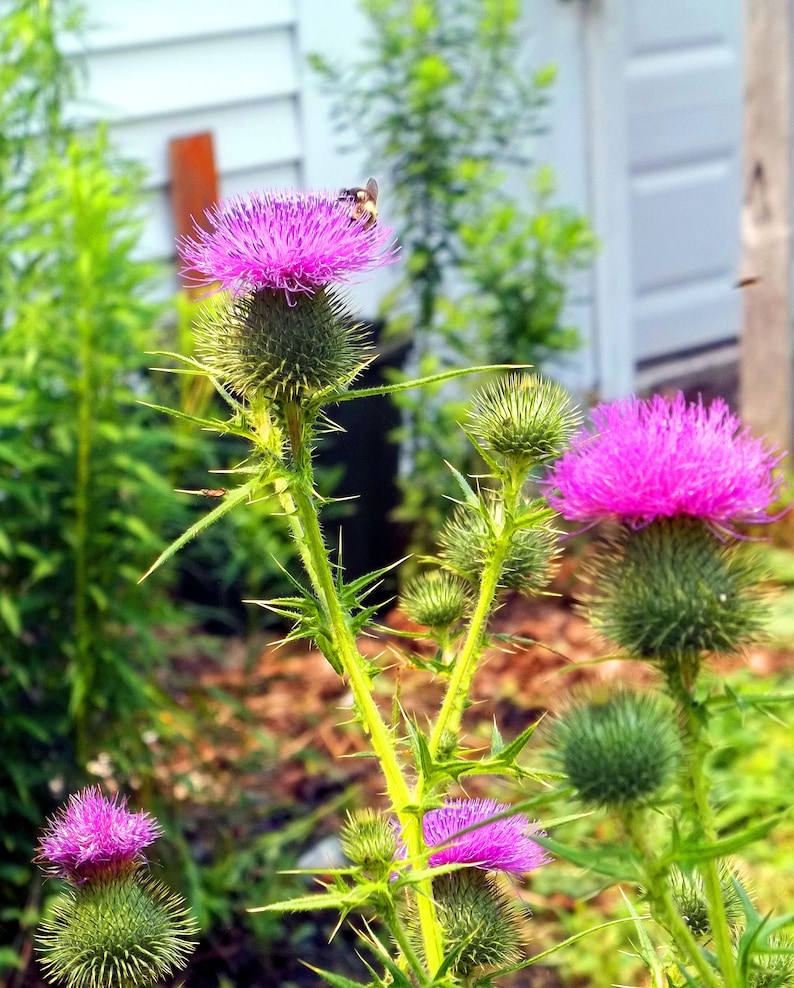 Thistle Seeds 50 - Etsy