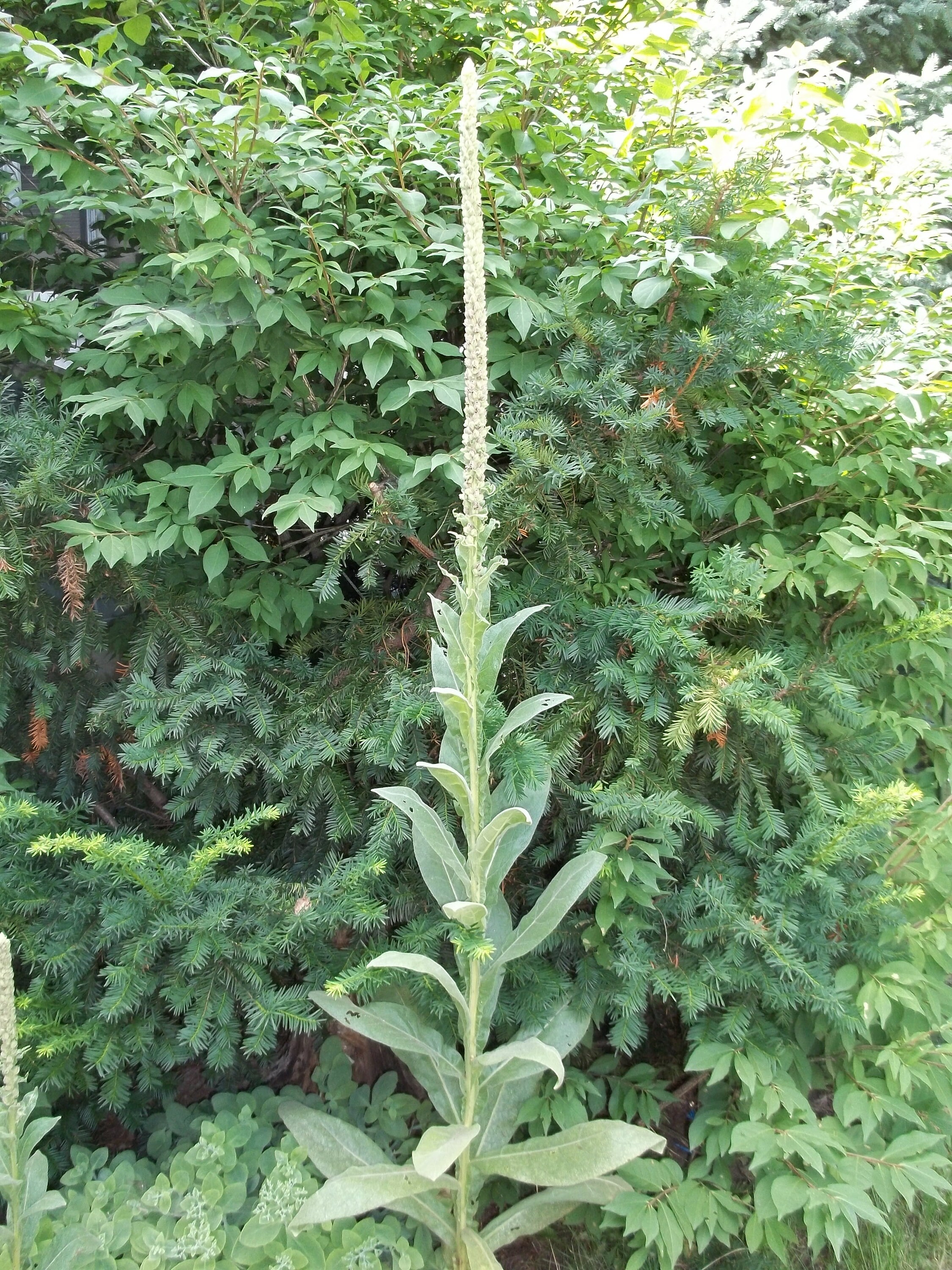 Mullein 100 Seeds Common Mullein Seeds Heirloom Seeds, Medicinal Herb ...