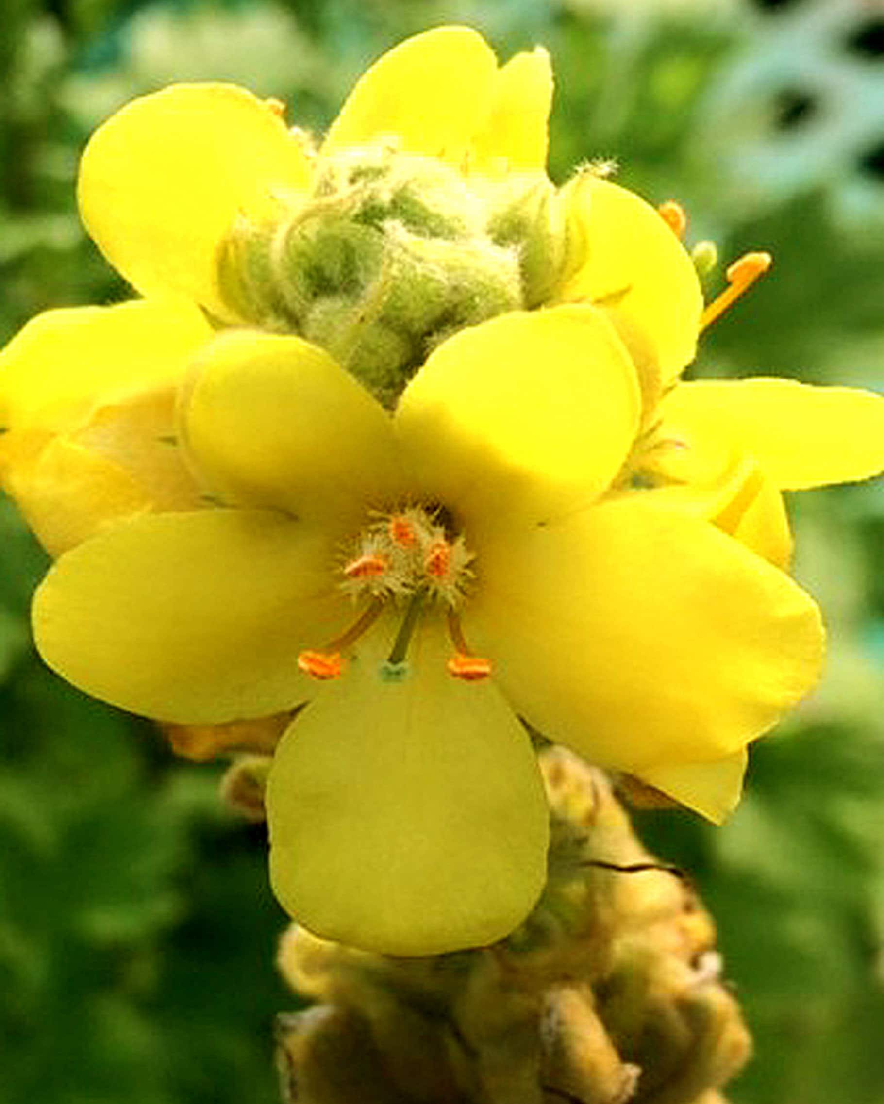 Mullein 100 Seeds Common Mullein Seeds - Heirloom Seeds, Medicinal Herb ...