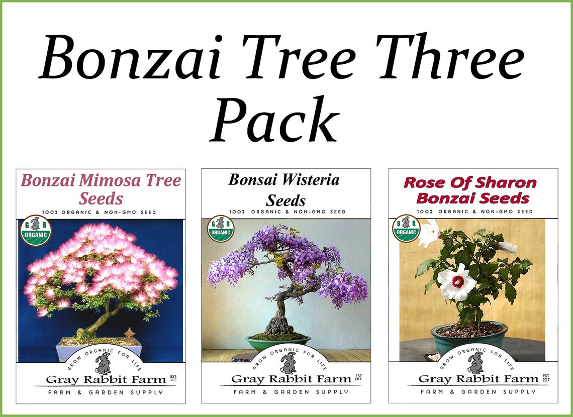 Bonzai Tree Seeds Three Pack - Etsy