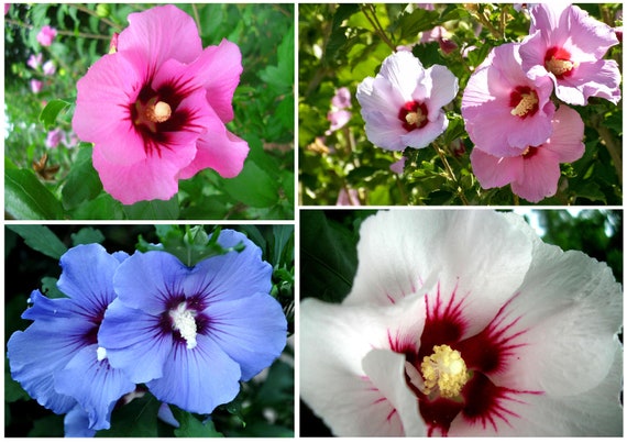 Mixed Bloom Rose of Sharon 10 Seeds - Etsy
