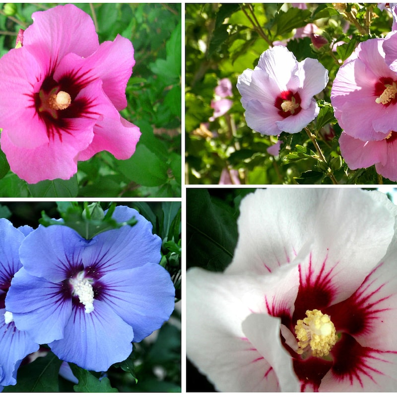 Rose of Sharon Tree - Etsy