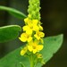 Mullein 100 Seeds Common Mullein Seeds Heirloom Seeds, Medicinal Herb ...