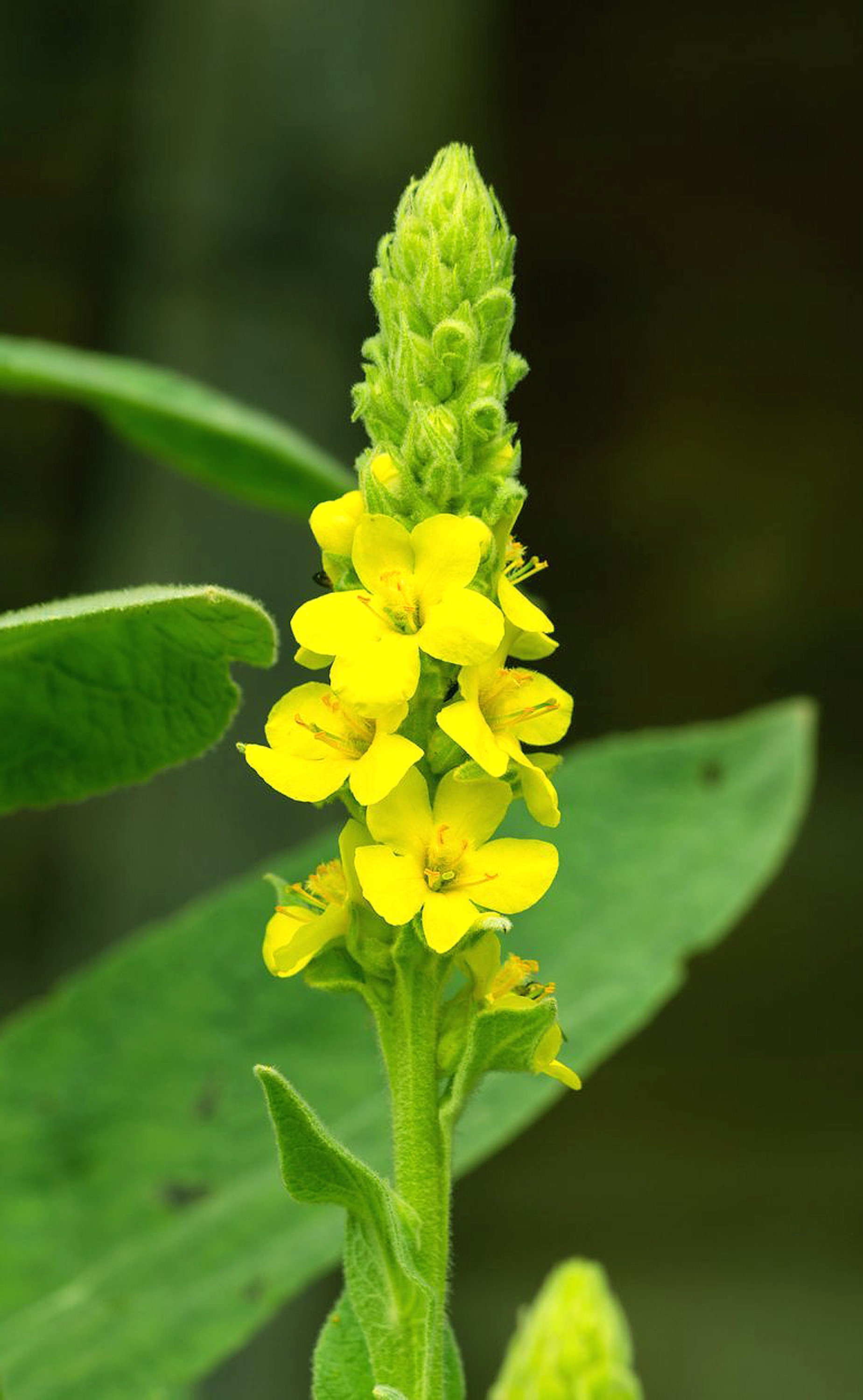 Mullein 100 Seeds Common Mullein Seeds - Heirloom Seeds, Medicinal Herb ...