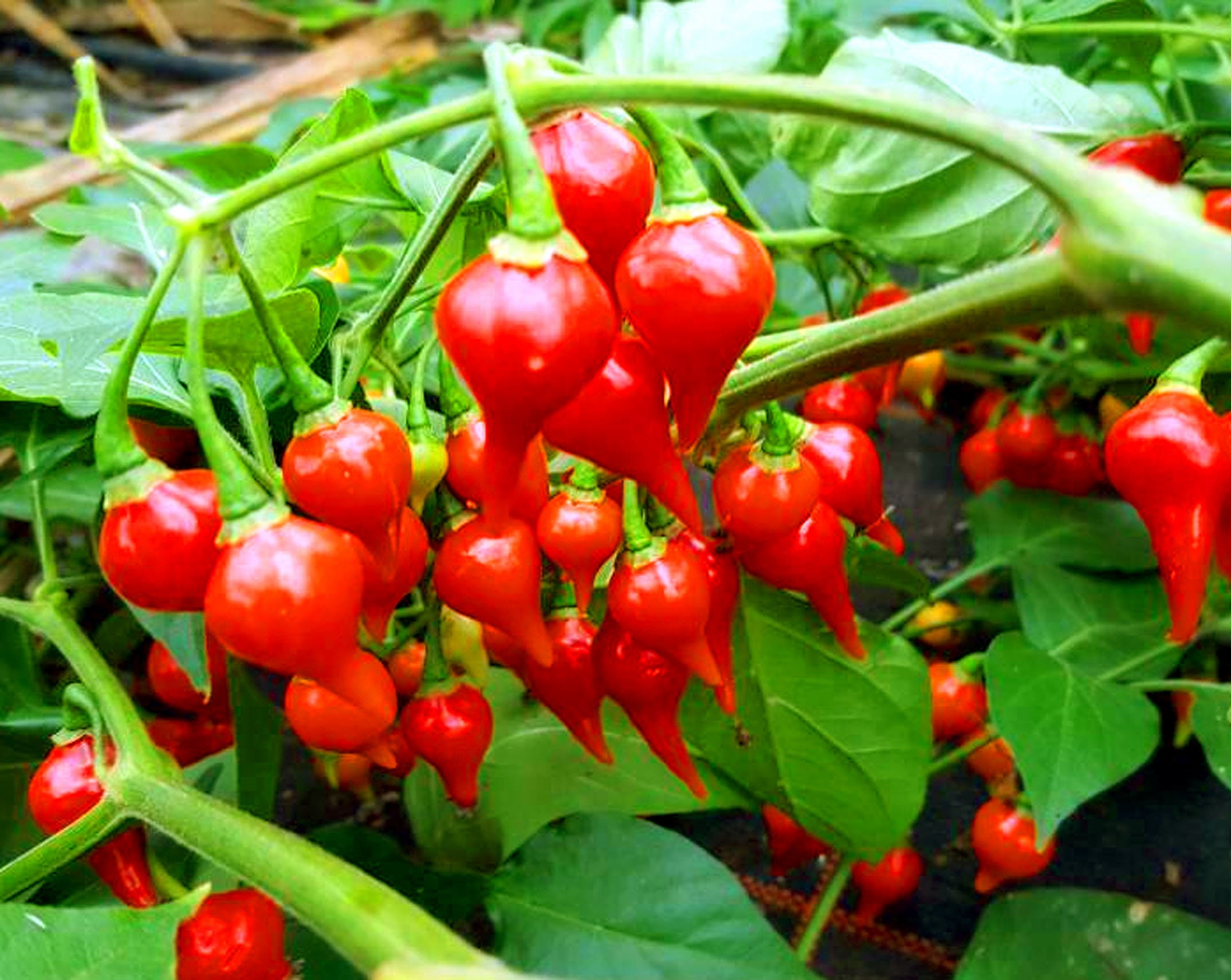 Pepper Drops Seeds 25 Heirloom Red Biquinho Tear Drop Shaped Red ...