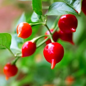 Pepper Drops Seeds 25 Heirloom Red Biquinho Tear Drop Shaped Red ...