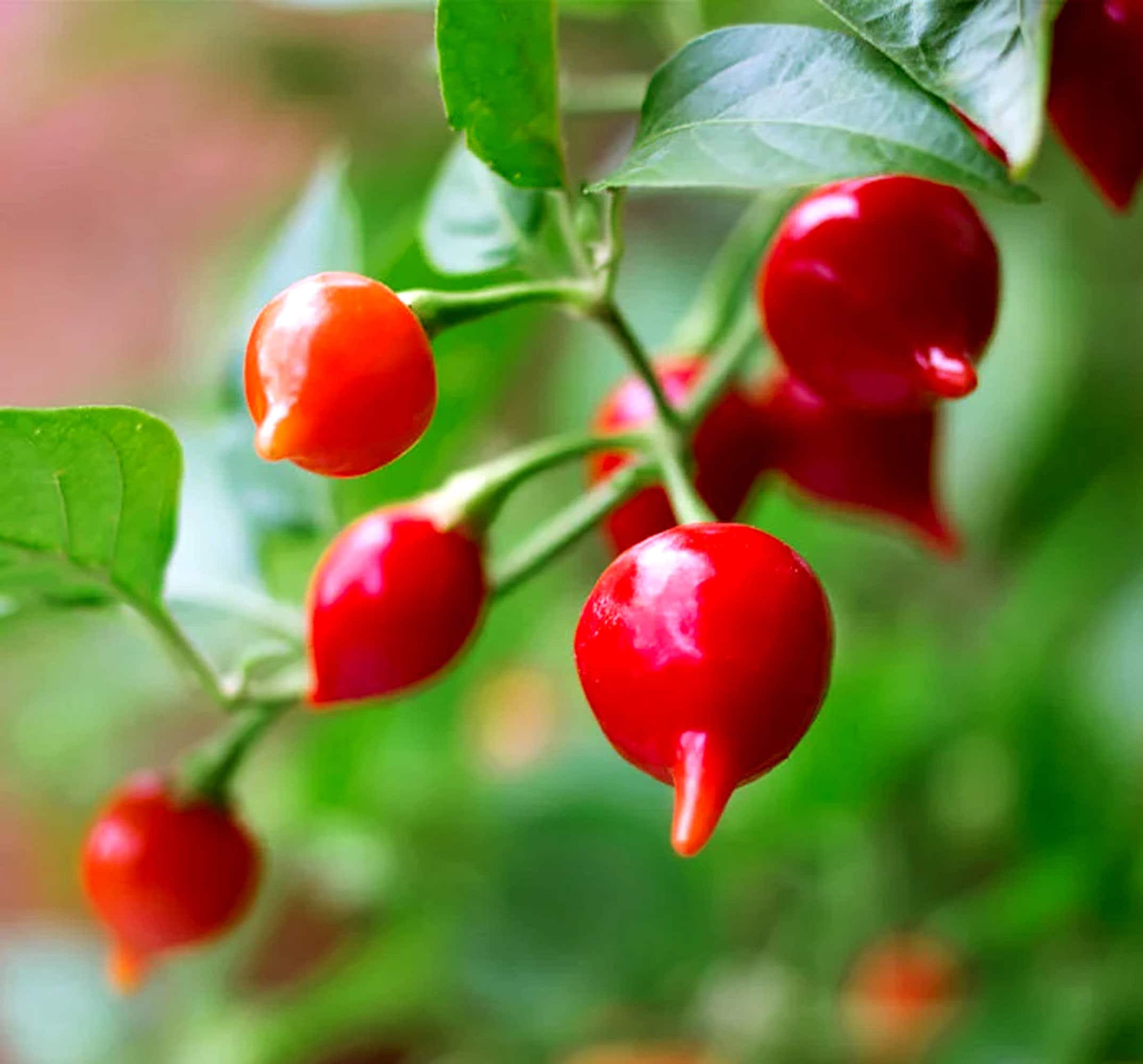 Pepper Drops Seeds 25 Heirloom Red Biquinho Tear Drop Shaped Red ...