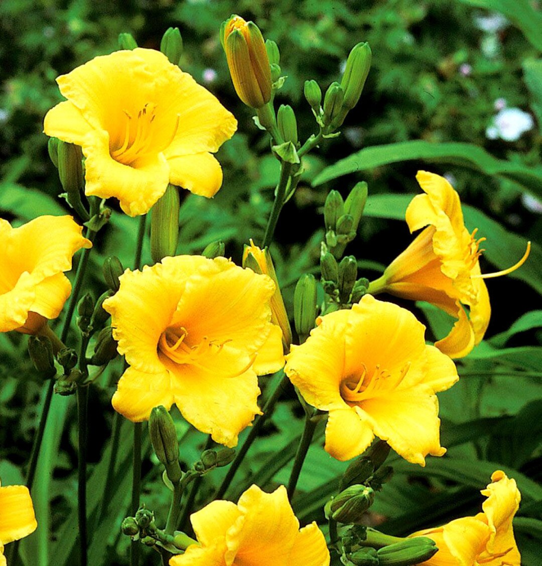 Daylily Seeds - Stella D'oro Perennial- 10 Seeds - Etsy