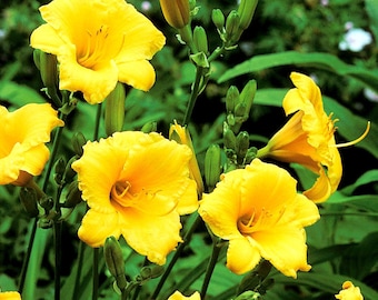 Oenothera Fruticosa Golden Sundrops Primrose Yellow Perennial 30 Seeds ...