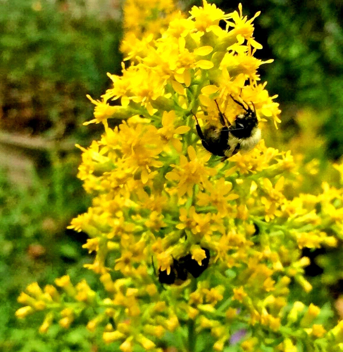 Goldenrod (solidago Sp.) Packet of 45 Seeds U.s.a. FREE Shipping! - Etsy