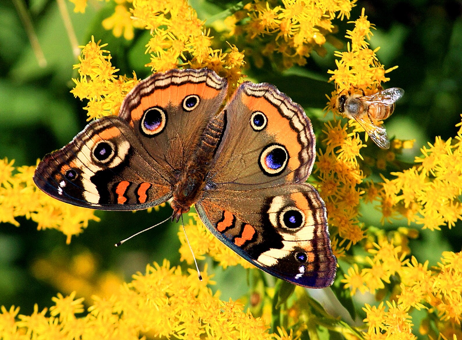 Goldenrod (solidago Sp.) Packet of 45 Seeds U.s.a. FREE Shipping! - Etsy