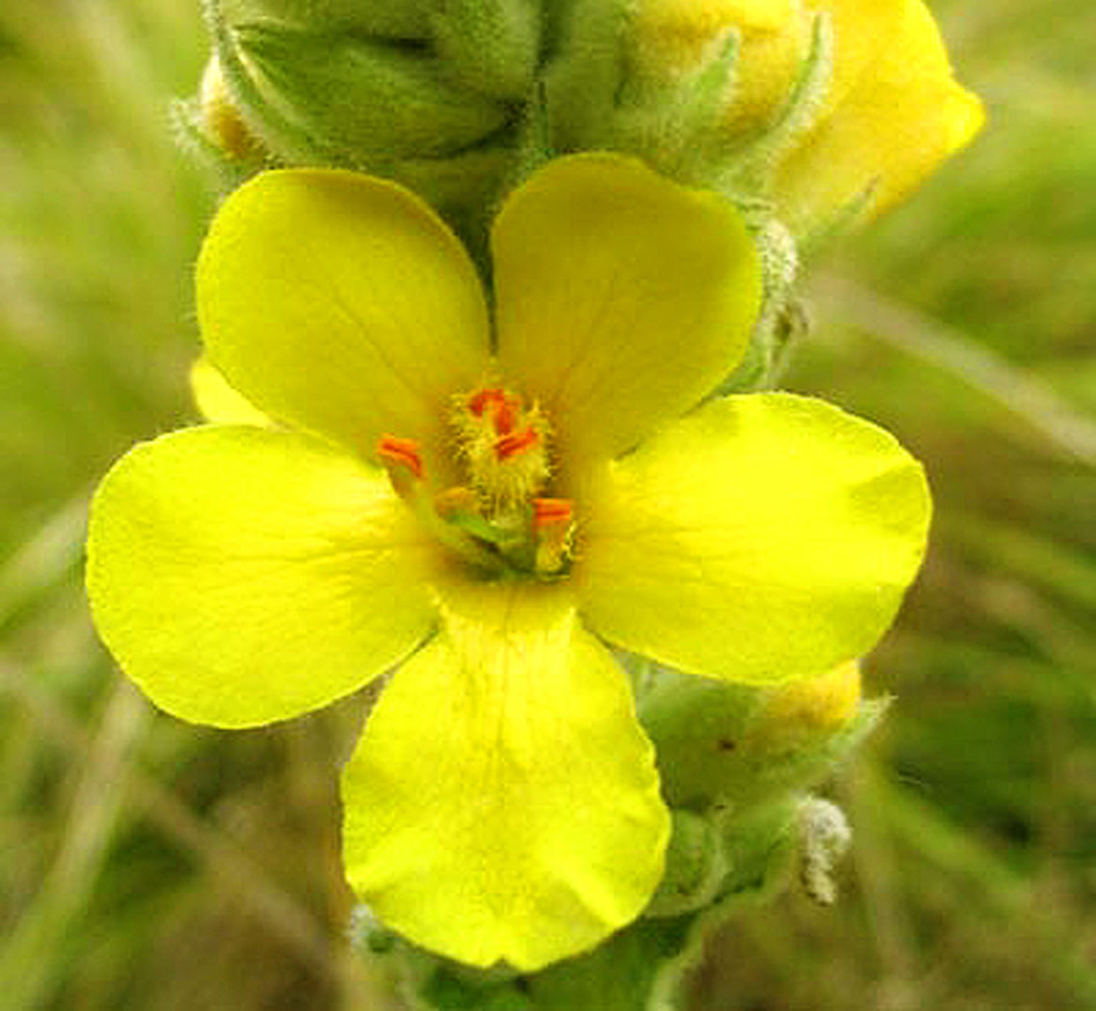 Mullein 100 Seeds Common Mullein Seeds - Heirloom Seeds, Medicinal Herb ...