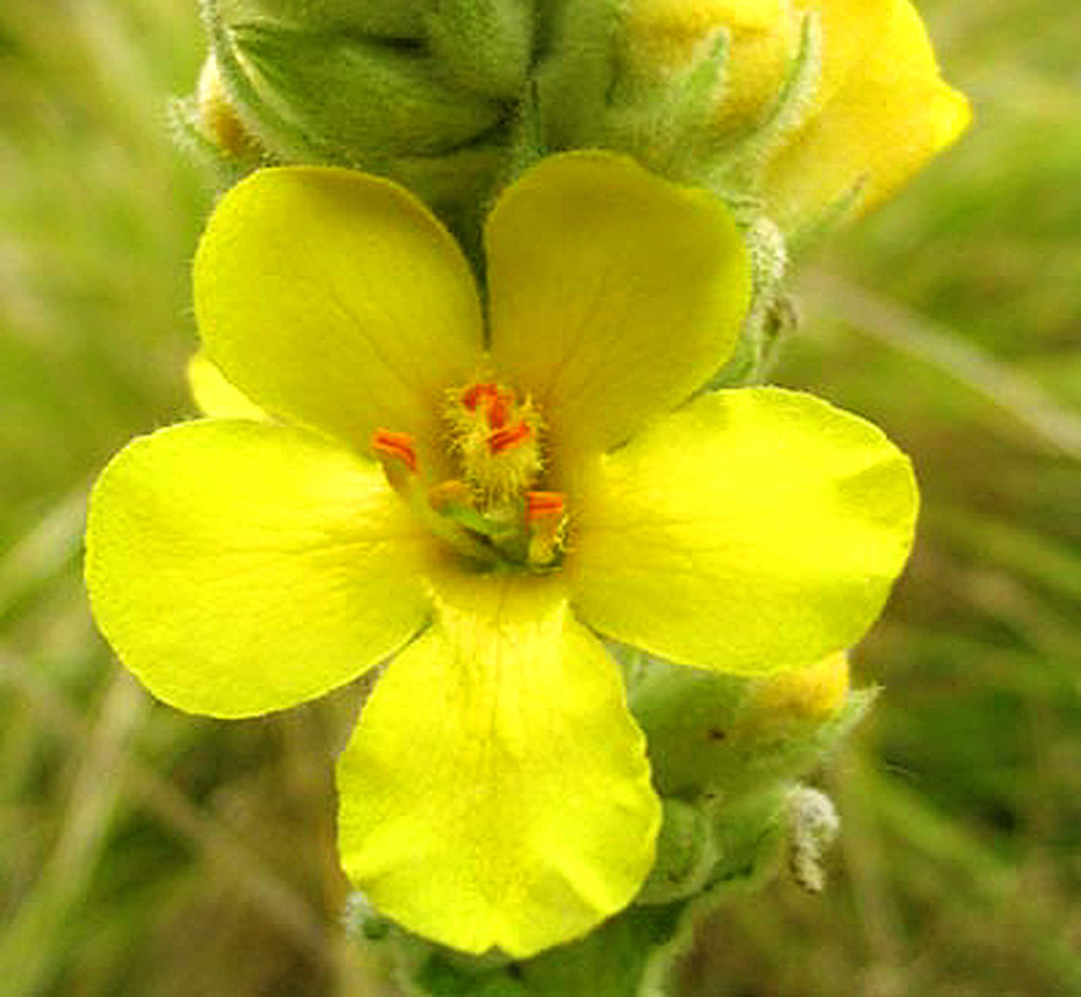 Mullein 100 Seeds Common Mullein Seeds - Heirloom Seeds, Medicinal Herb ...