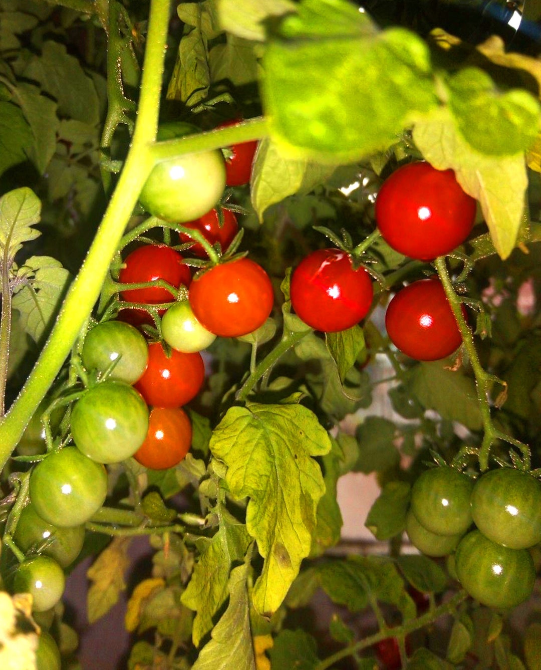 World's Smallest Tomato Currant Tomato 15 Seeds Sweet Pea Tiny Tomato ...