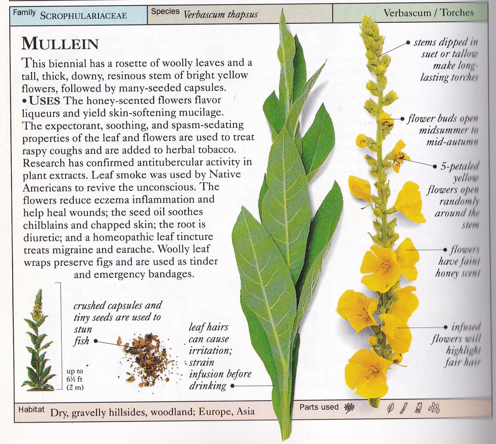 Mullein 100 Seeds Common Mullein Seeds Heirloom Seeds, Medicinal Herb Seeds, Verbascum Thapsus ...