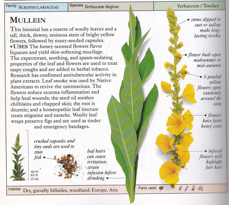 Mullein 100 Seeds Common Mullein Seeds - Heirloom Seeds, Medicinal Herb ...