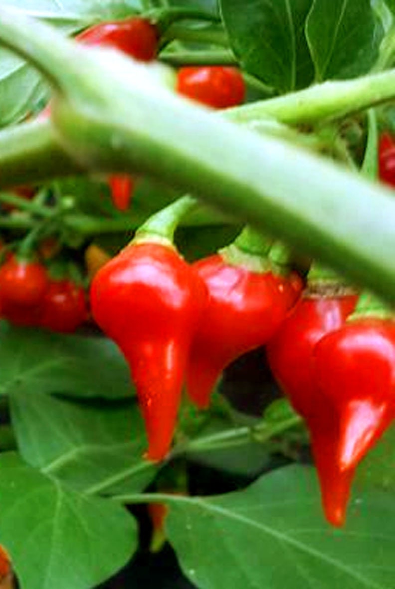 Pepper Drops Seeds 25 Heirloom Red Biquinho Tear Drop Shaped Red ...
