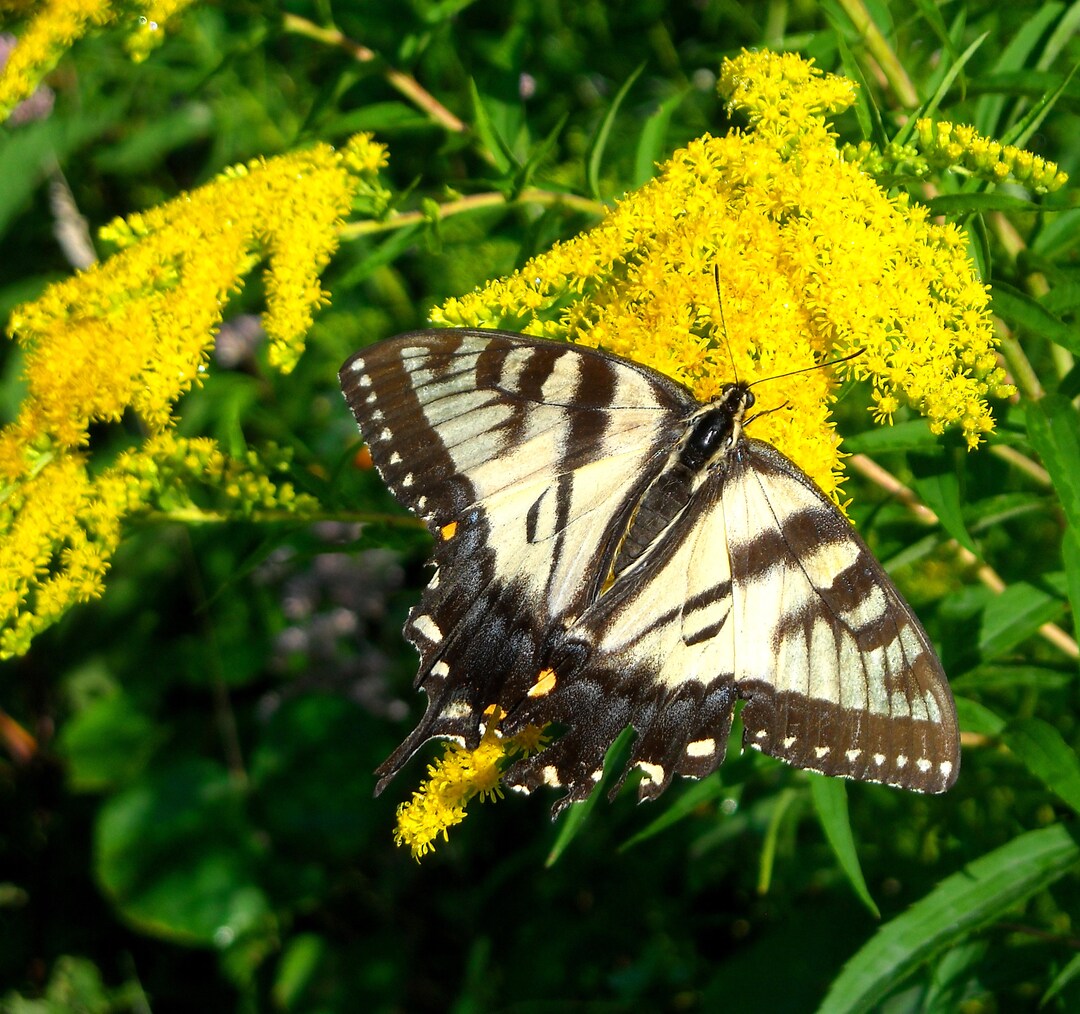 Goldenrod (solidago Sp.) Packet of 45 Seeds U.s.a. FREE Shipping! - Etsy