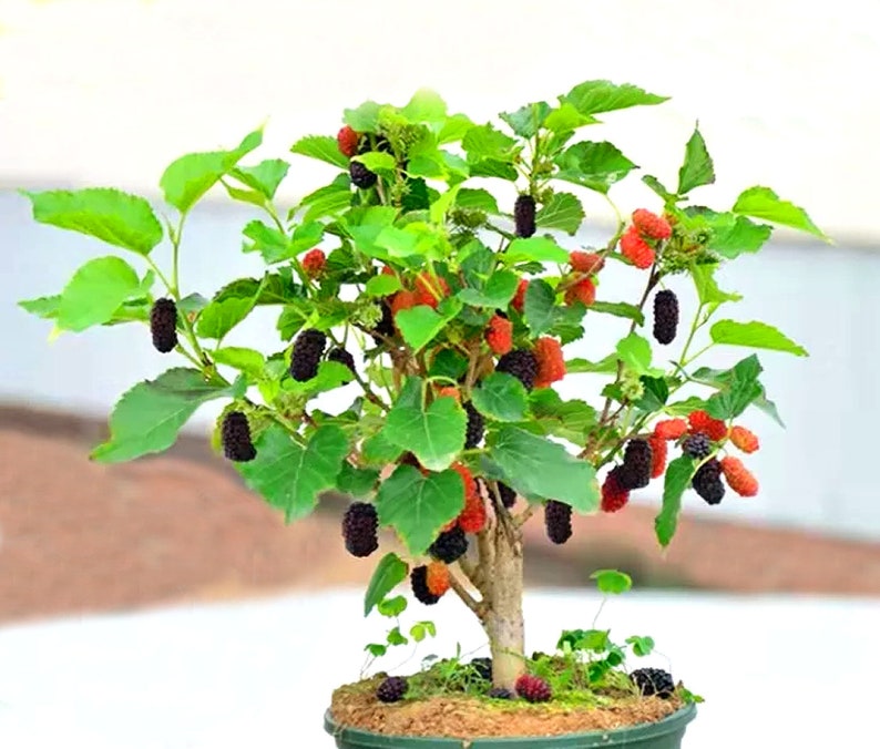 Bonsai Mulberry Tree Seeds 25 Seeds - Etsy