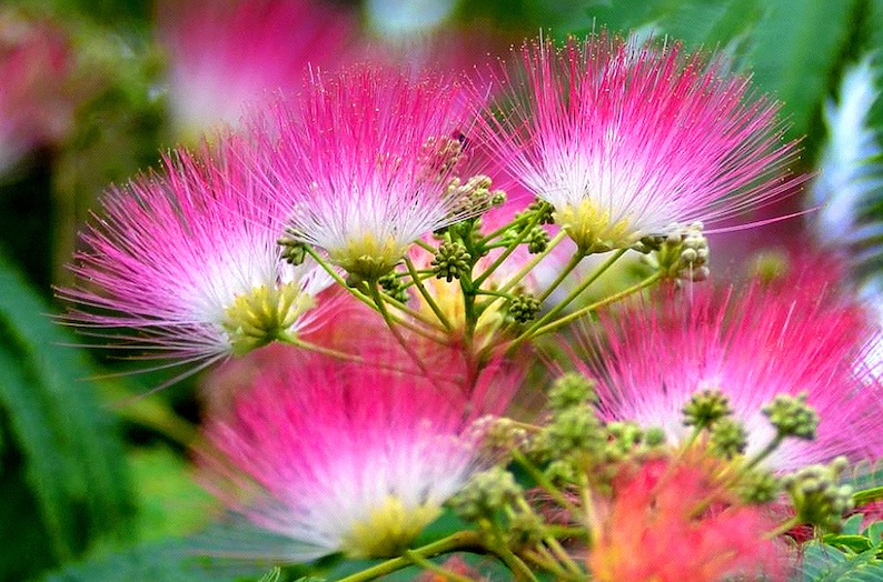 Bonzai Mimosa Tree Seeds 10 Silky - Etsy