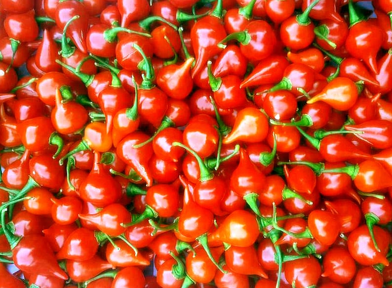 Pepper Drops Seeds 25 Heirloom Red Biquinho Tear Drop Shaped Red ...