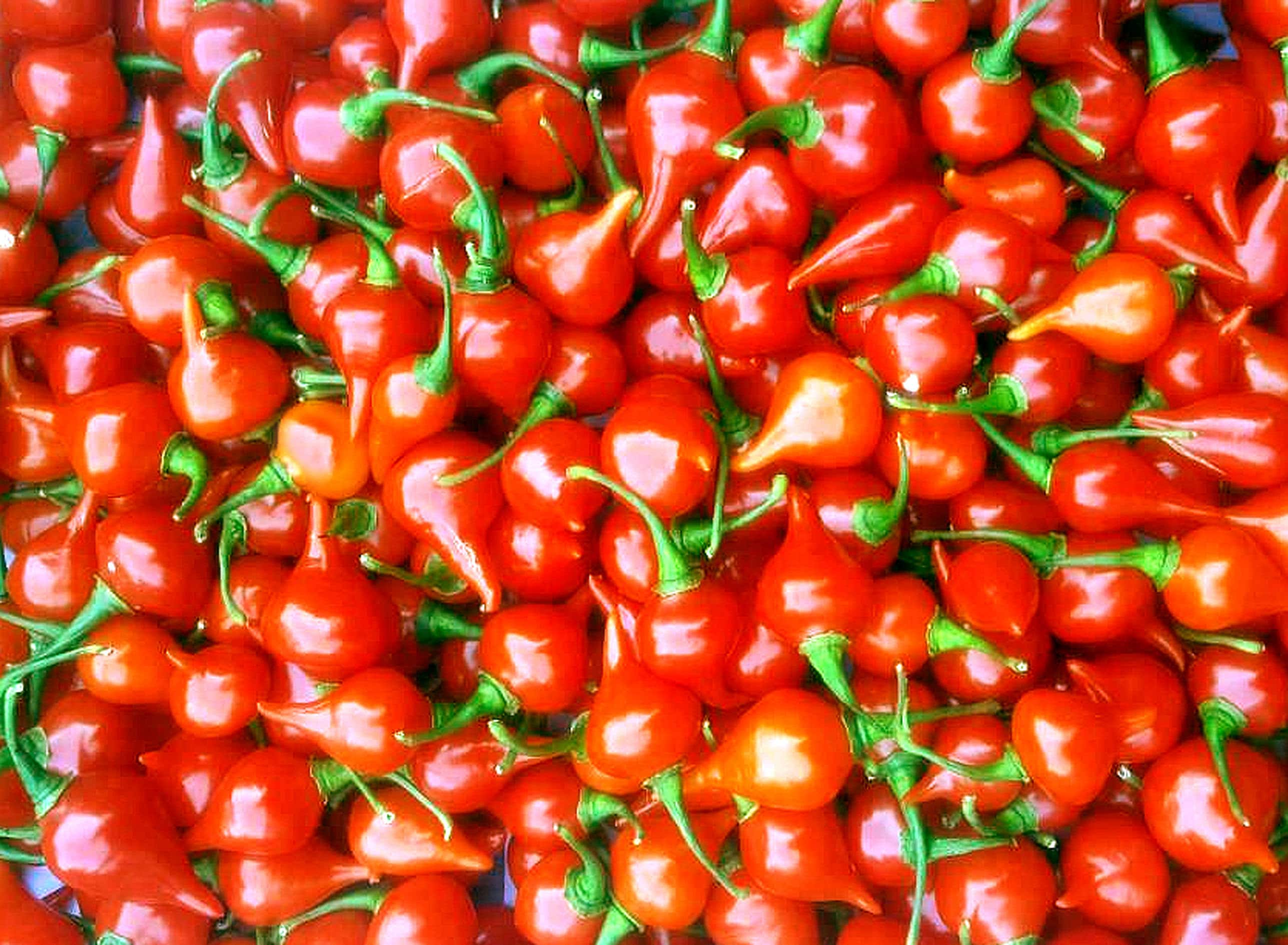 Pepper Drops Seeds 25 Heirloom Red Biquinho Tear Drop Shaped Red ...