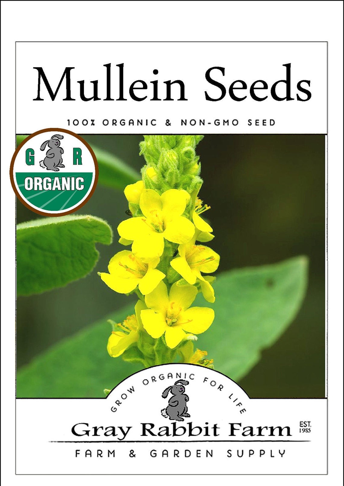 Mullein 100 Seeds Common Mullein Seeds Heirloom Seeds, Medicinal Herb Seeds, Verbascum Thapsus ...