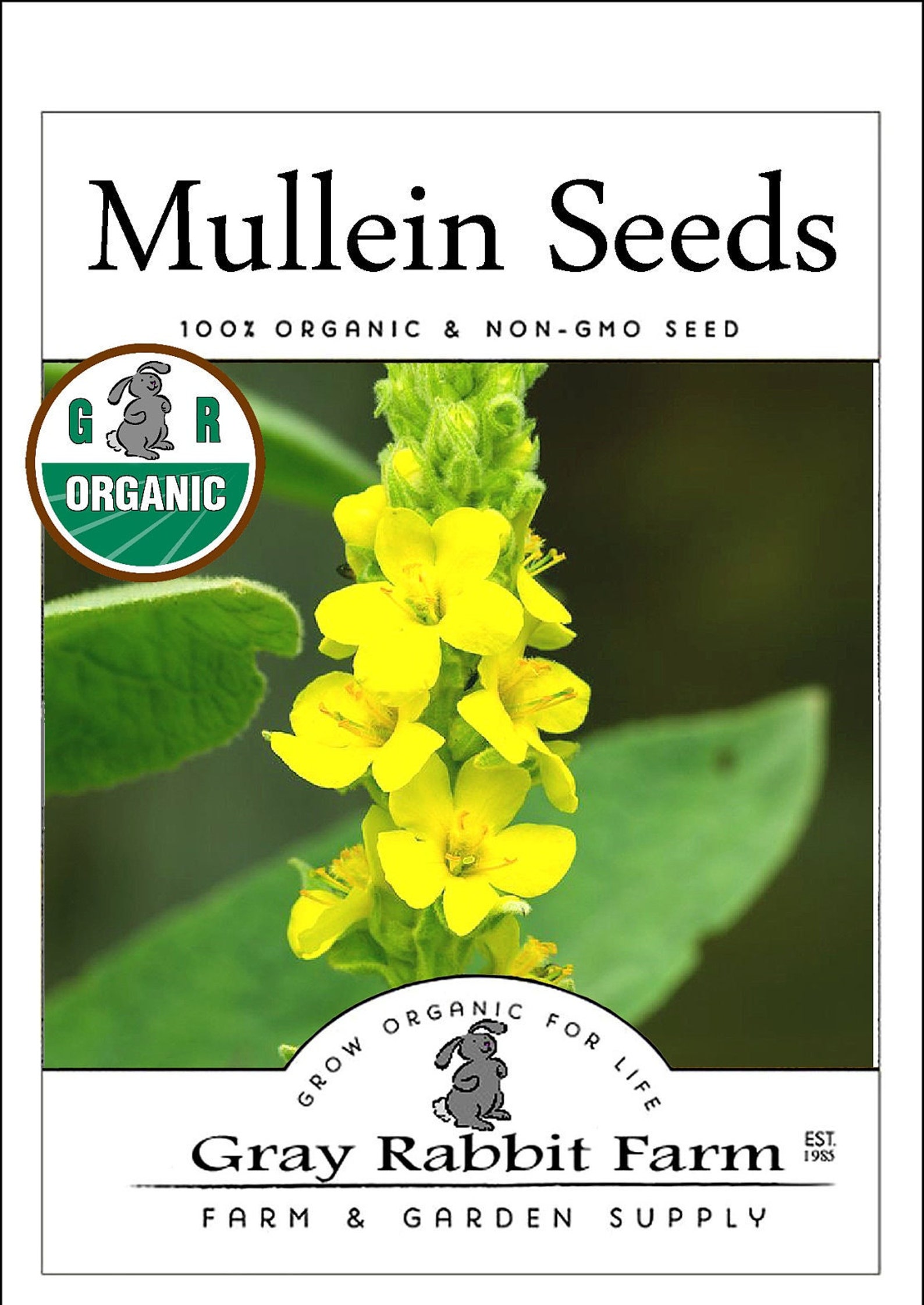 Mullein 100 Seeds Common Mullein Seeds - Heirloom Seeds, Medicinal Herb ...