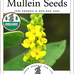 Mullein 100 Seeds Common Mullein Seeds Heirloom Seeds, Medicinal Herb ...