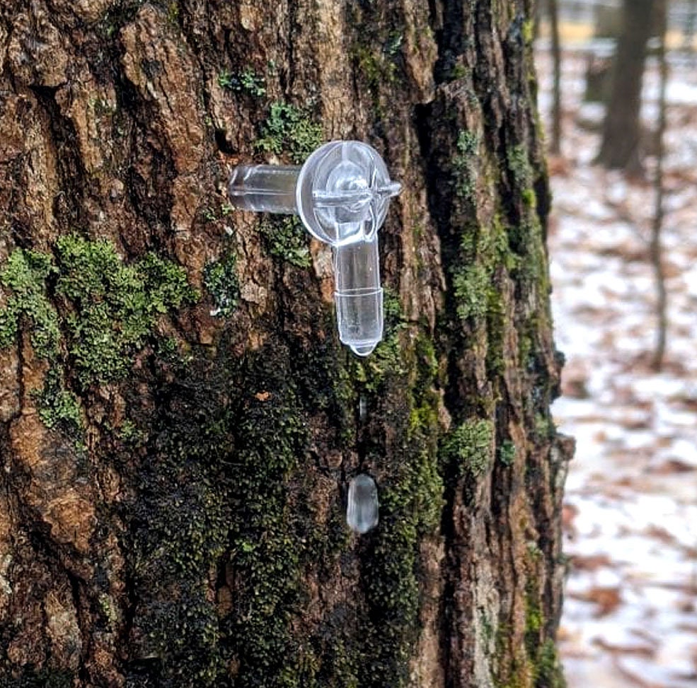 20 Maple Taps - Etsy