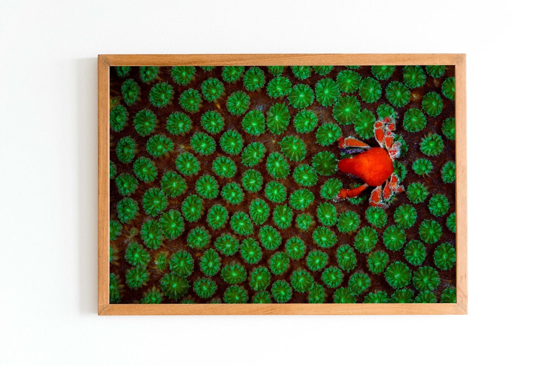 Green Coral Print, Ocean Art, Sea Wall Art, Home Decor, Tropical Wall ...