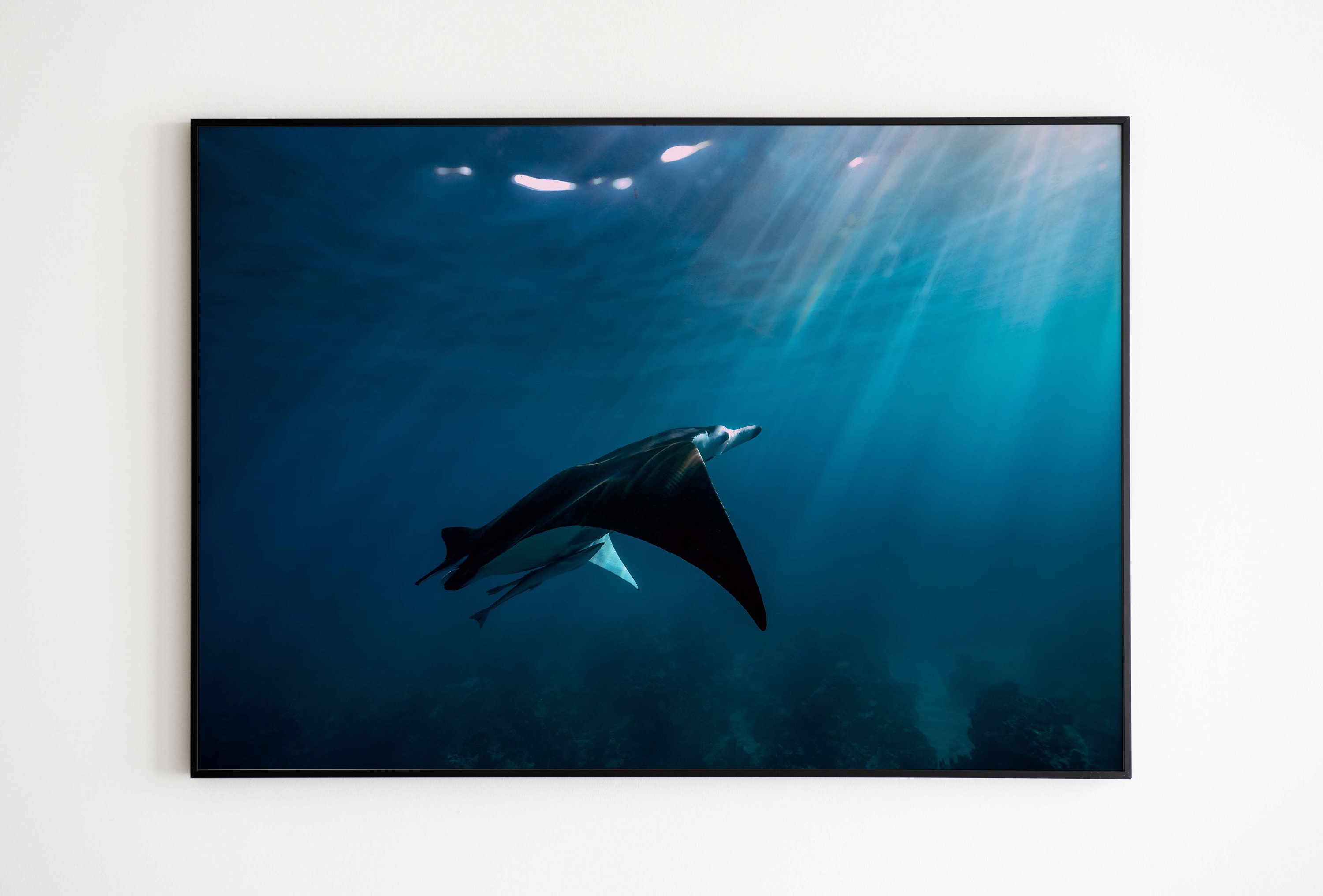 Manta Ray Print, Ocean Art, Manta Wall Art, Home Decor, Tropical Wall ...