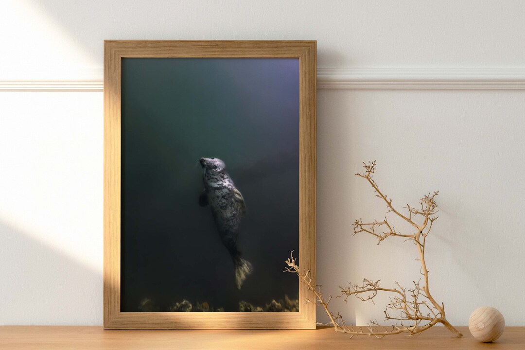 Seal Print, Ocean Art, Sea Wall Art, Home Decor, Tropical Wall Decor ...