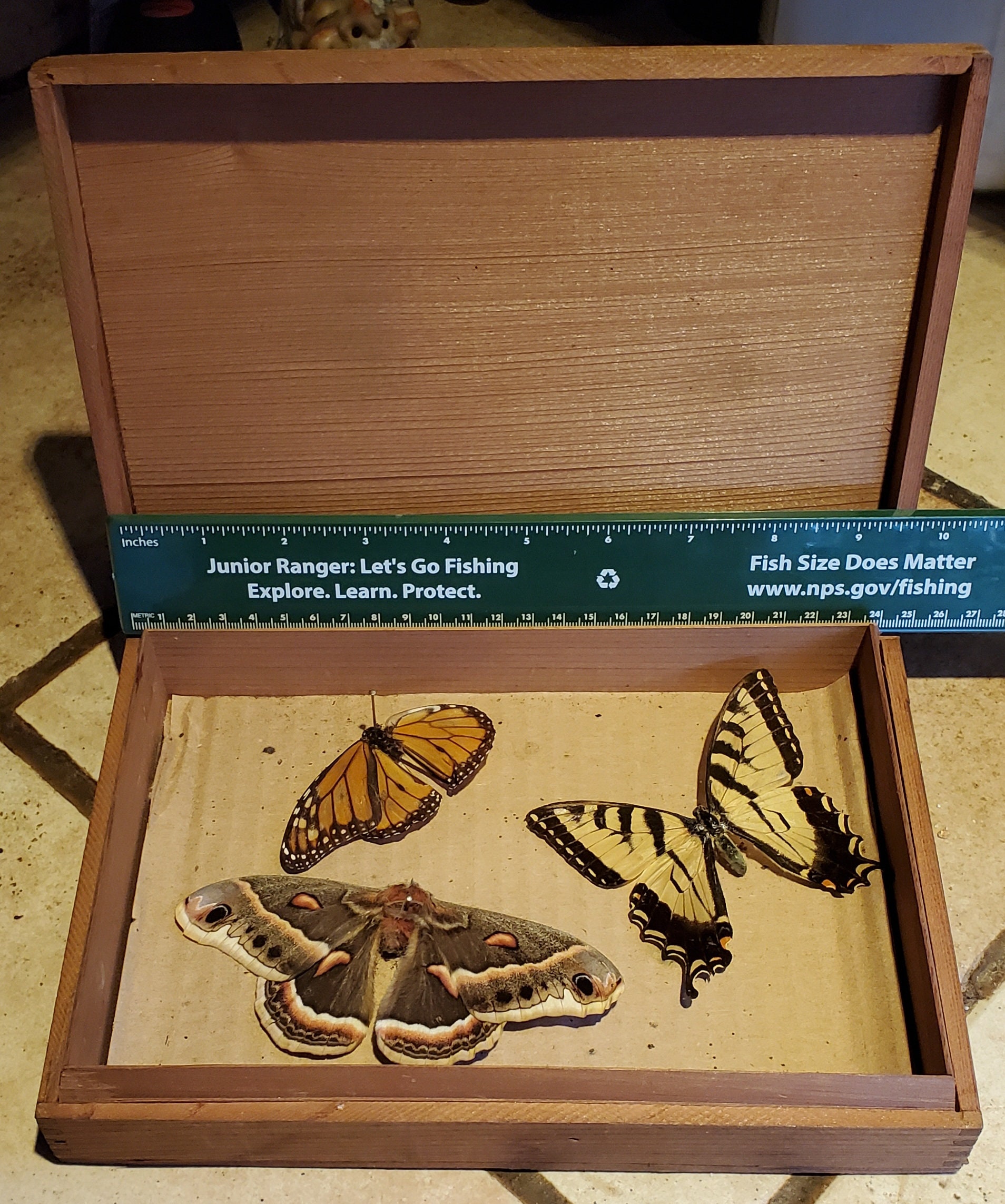 Antique Pinned Moth and Bitterfly Shadowbox - Etsy