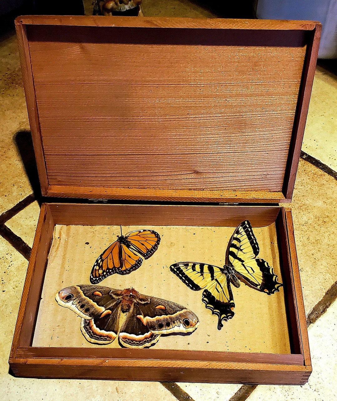 Antique Pinned Moth and Bitterfly Shadowbox - Etsy