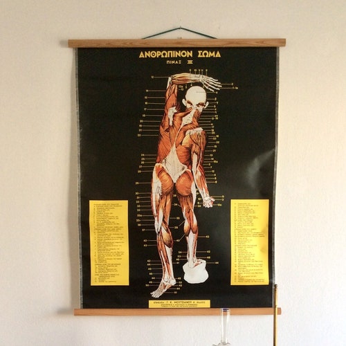 Authentic Vintage Anatomy Pull Down Chart Rare Medical School Chart